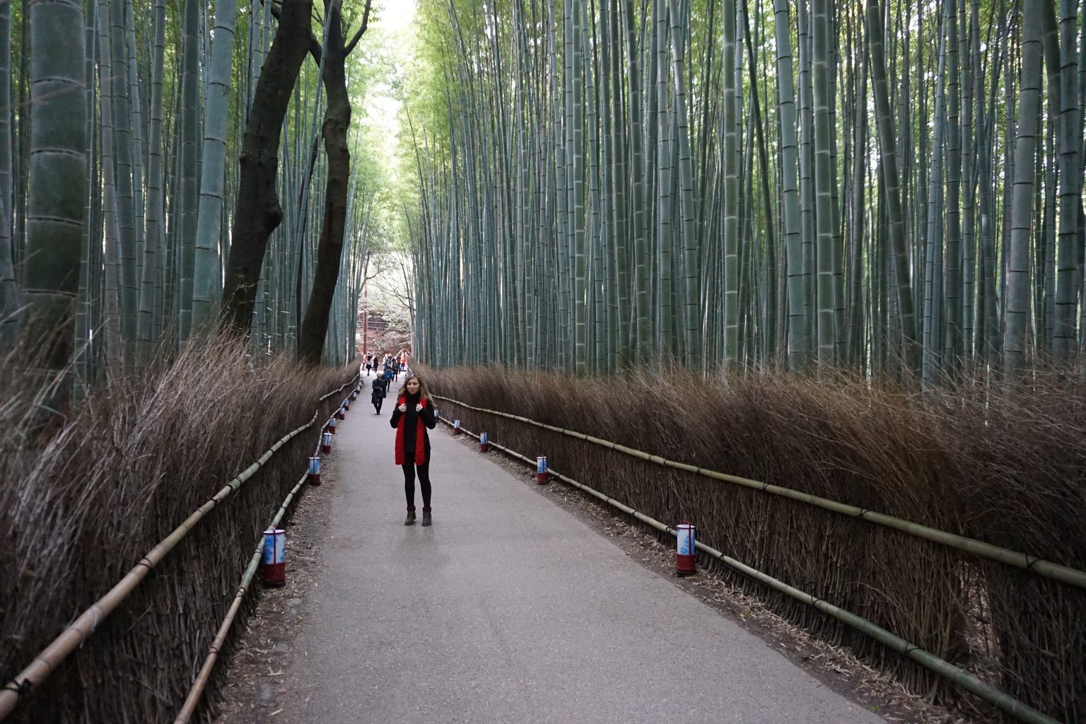 Ultimate Kyoto 2 day Itinerary for first-timers 2024 – You Could Travel