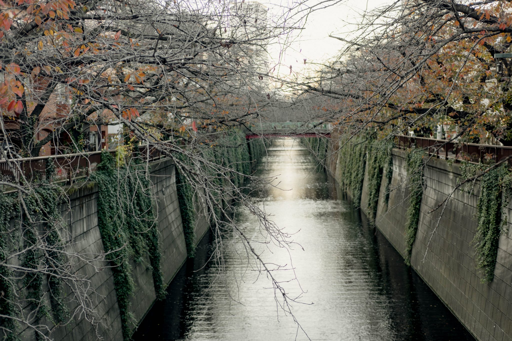 Guide to Nakameguro, Tokyo – You Could Travel