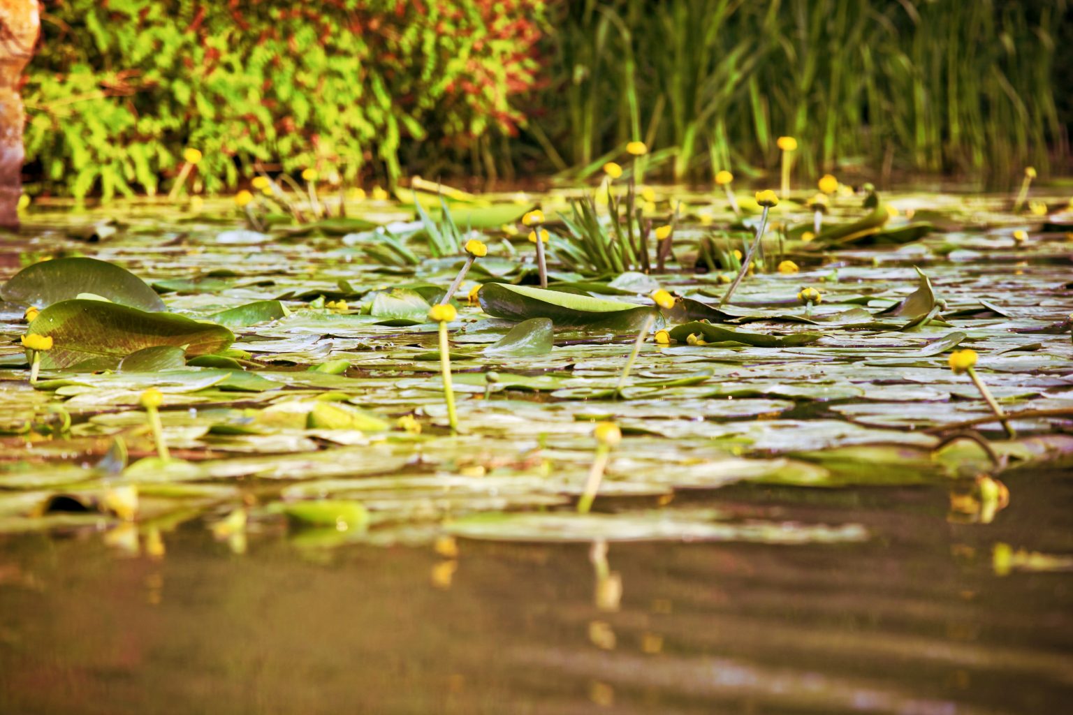 Tulcea Travel Guide – You Could Travel